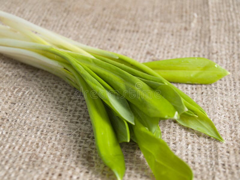 Ramson on a table stock image. Image of juicy, crop, bitter - 29976739