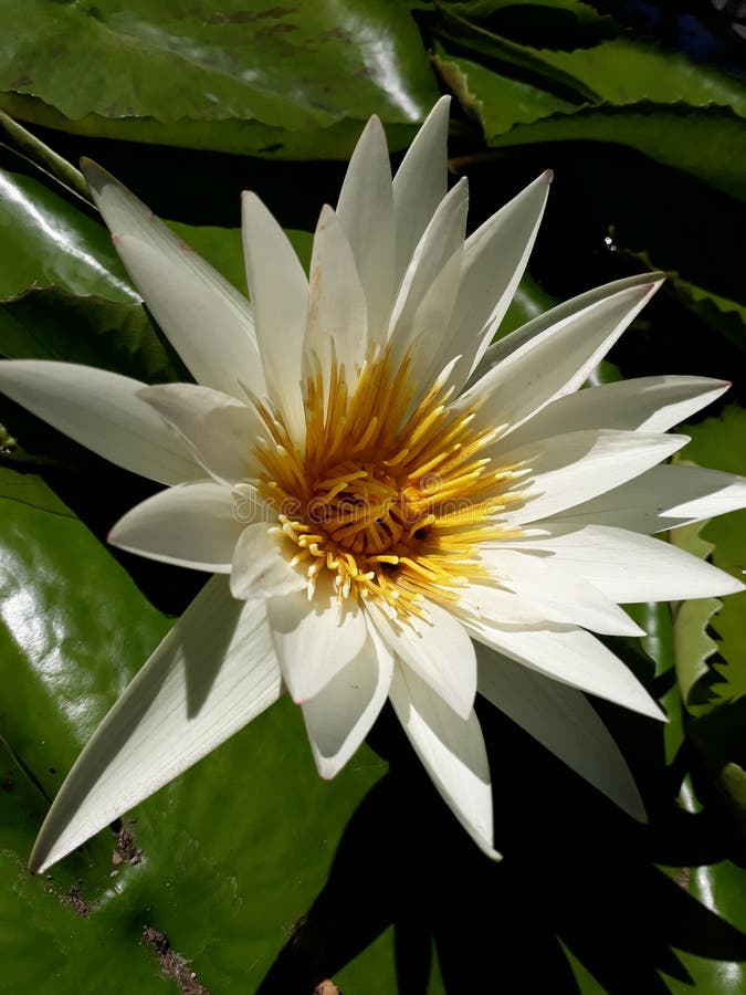 Fun in the garden stock image. Image of gardens, garden - 111857955