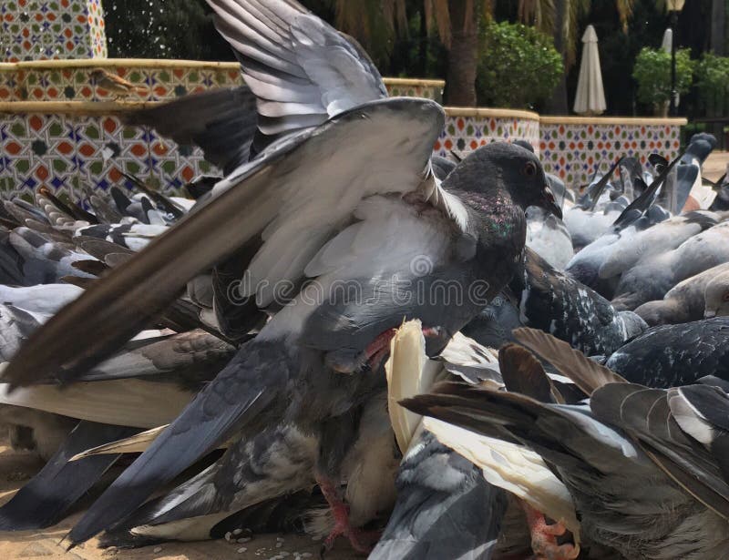 Fighting pigeons stock photo. Image of park, fighting - 107263364