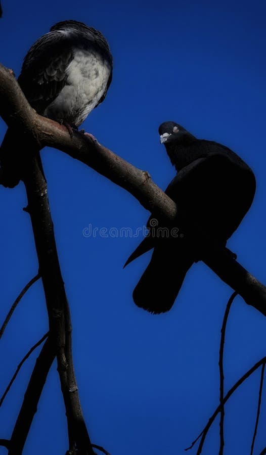 Some Pigeons Warming Up in a Tree at Morarilor Park in Bucharest Stock ...