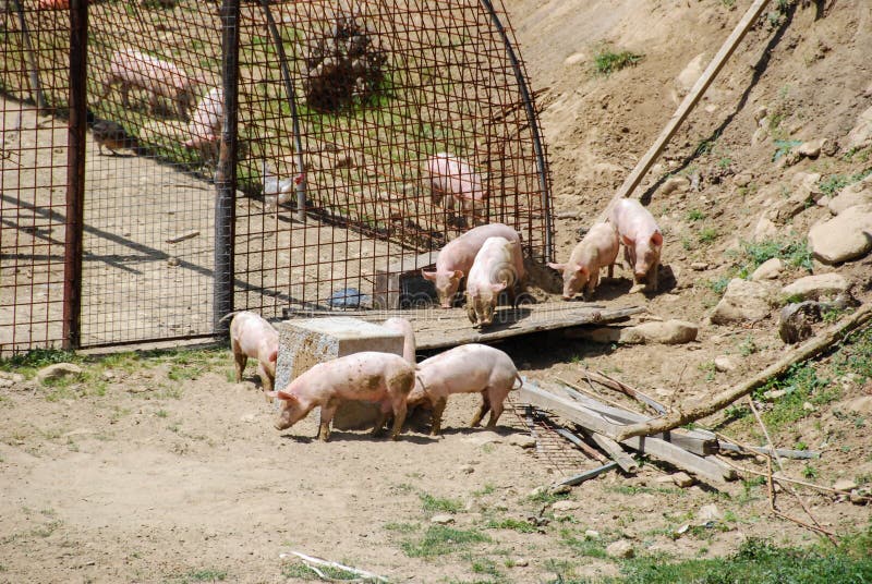 Some Piglets Looking for Food Stock Image - Image of domestic, piglet ...