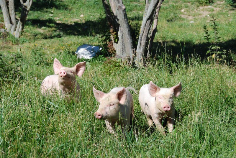 Some Piglets Looking for Food Stock Photo - Image of rural, piglet ...