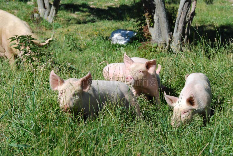 Some Piglets Looking for Food Stock Photo - Image of piggy, field ...