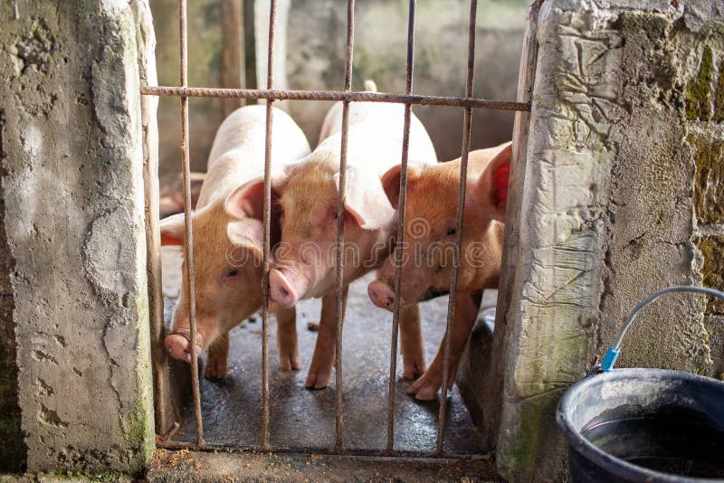 Some Pigs on the Farm stock image. Image of growth, domestic - 173556499