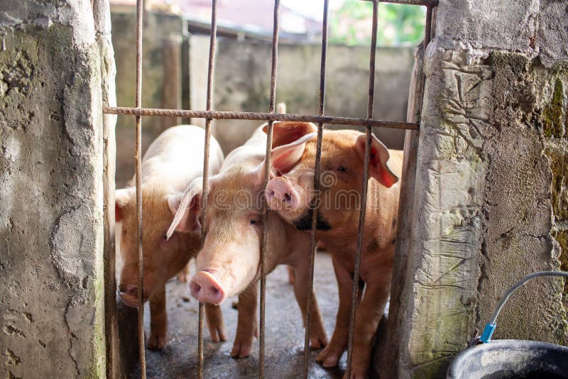 Some Pigs on the Farm stock image. Image of concrete - 173556561