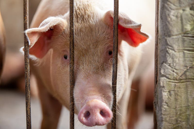 Some Pigs on the Farm stock photo. Image of growth, concrete - 173556796