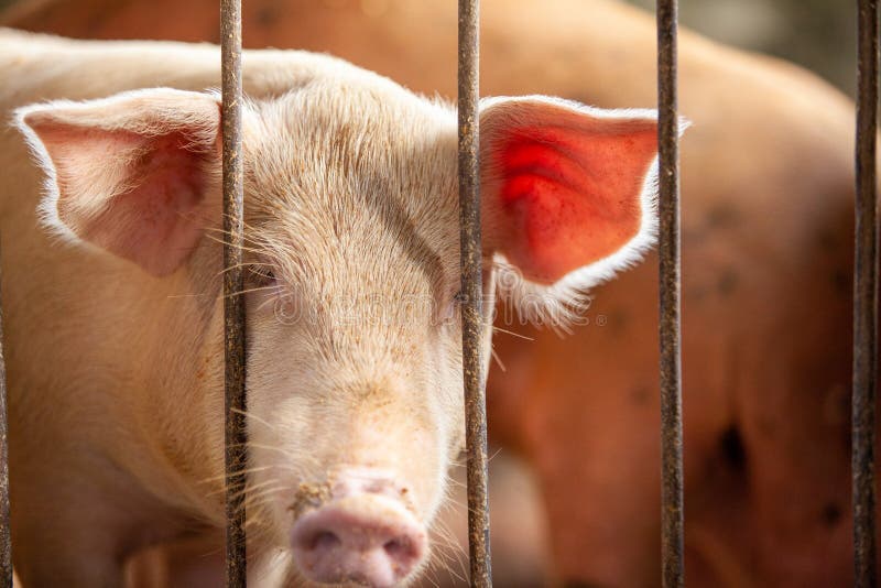 Some Pigs on the Farm stock image. Image of domestic - 173556919