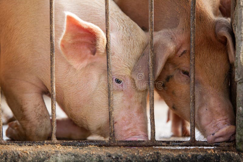 Some Pigs on the Farm stock image. Image of herd, closed - 173557429