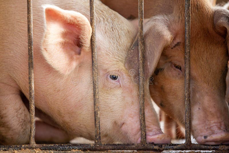 Some Pigs on the Farm stock photo. Image of cage, pink - 173557496
