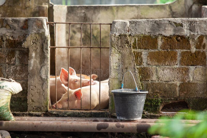 Some Pigs on the Farm stock image. Image of closed, omnivore - 173557871