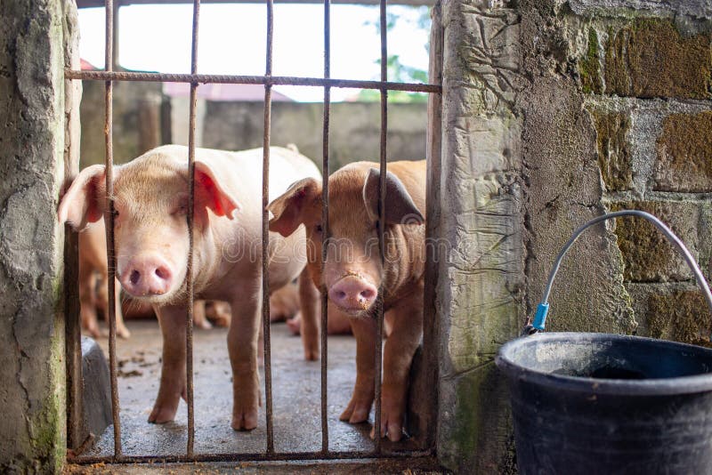 Some Pigs on the Farm stock photo. Image of health, husbandry - 173556722