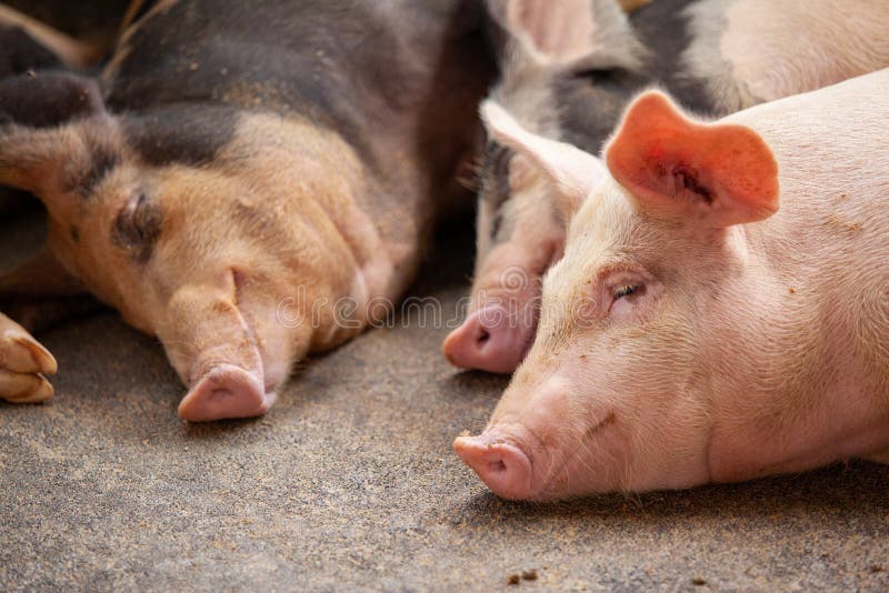 Some Pigs on the Farm stock image. Image of agriculture - 173557101