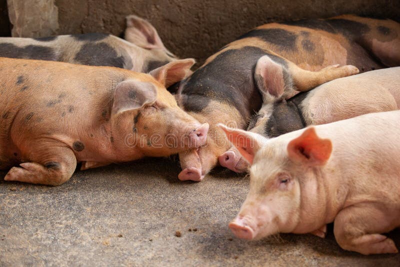 Some Pigs on the Farm stock photo. Image of cute, closed - 173557620