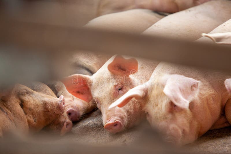 Some Pigs on the Farm stock photo. Image of pink, cute - 173557766