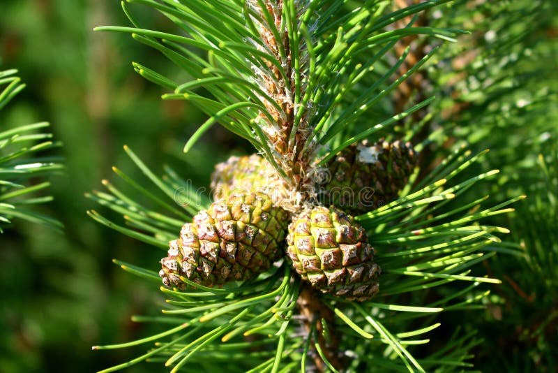 Cedar Nuts Growing on Spruce Tree Stock Image - Image of wood, pinecone ...