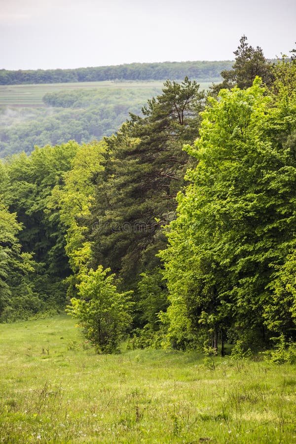 Some Pine Trees on the Edge of the Forest Stock Image - Image of growth ...