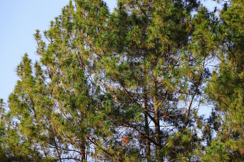 Simple Forrest Outline Stock Photos - Free & Royalty-Free Stock Photos ...