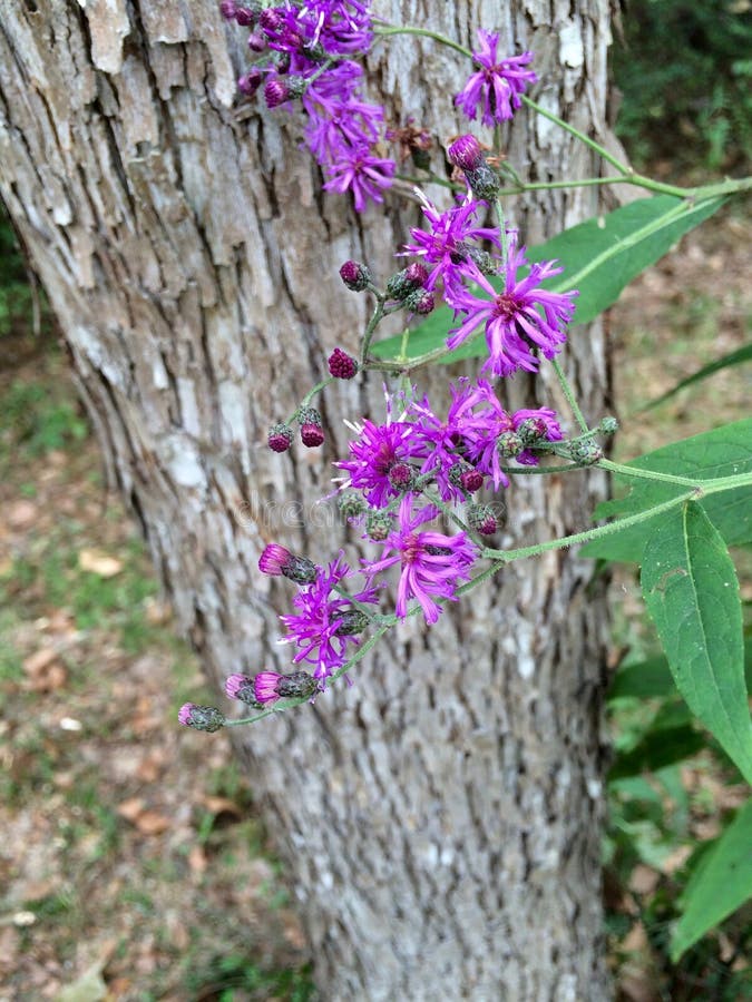 Some Pink Flowers Growing Next To a Tree Stock Photo - Image of next ...