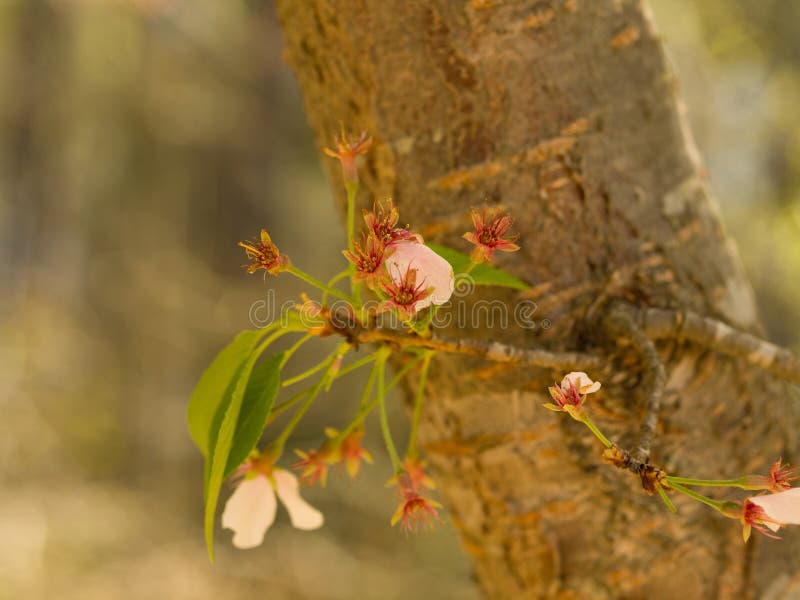 Some Pink Flowers on a Stem and in the Branches of a Tree Stock Photo ...