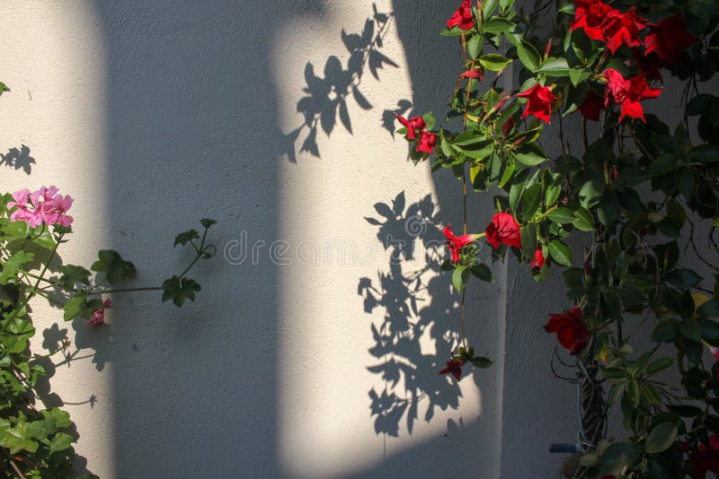 Shadow of Some Plants in the Wall Stock Image - Image of light, foliage ...