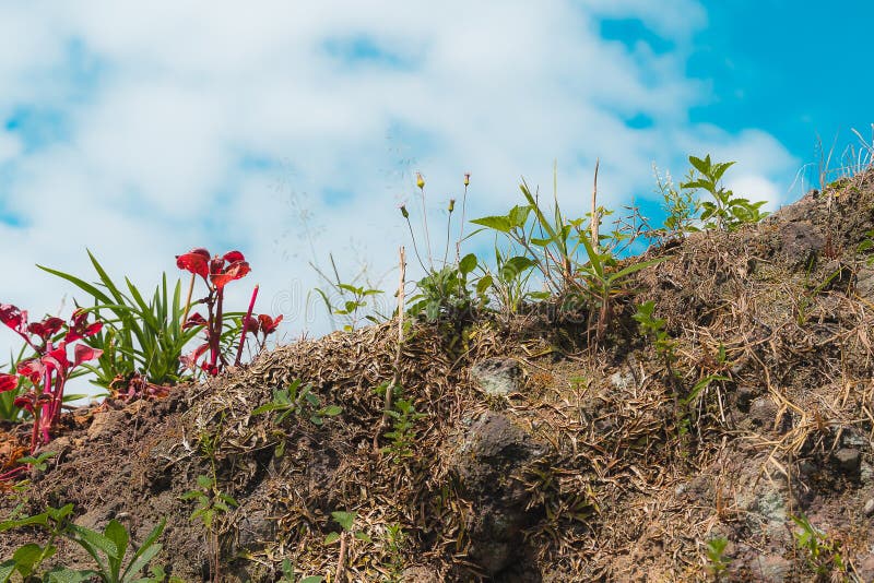 Small Mound with Some Plants in the Blue Sky Stock Image - Image of ...