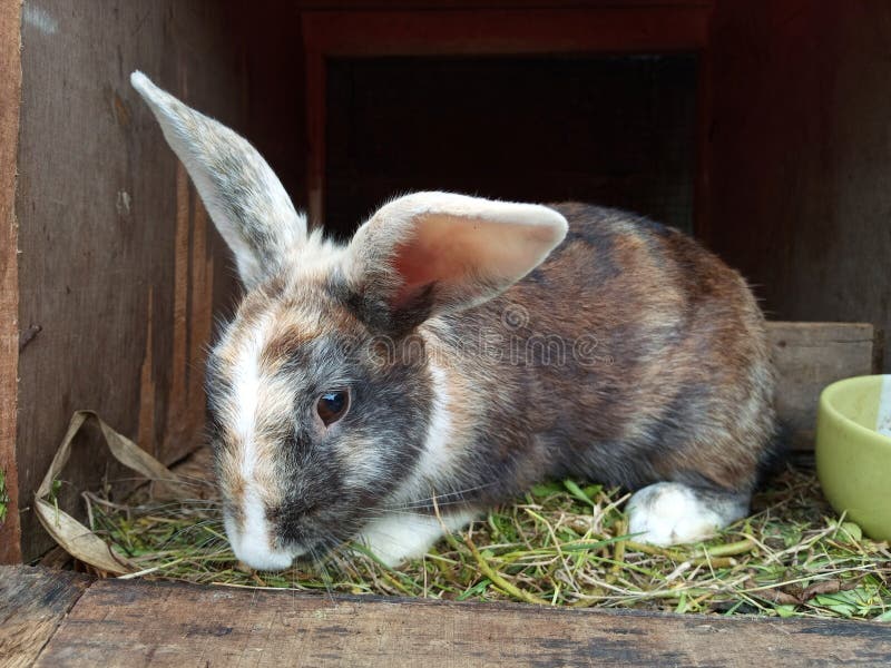 Some rabbits in a cage stock image. Image of happy, calm - 347905047