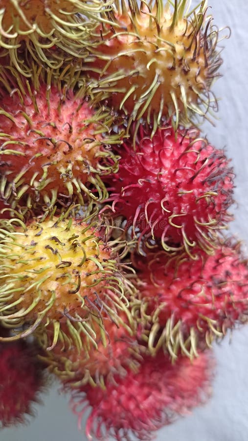 Some Rambutan Fruit, Tropical Red and Yellow Stock Photo - Image of ...