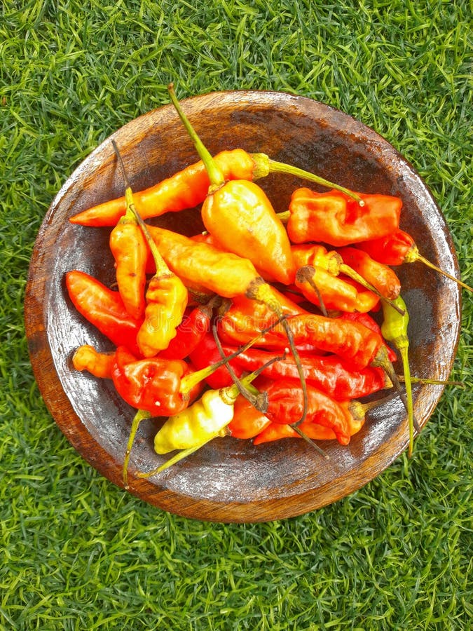 Cayenne Pepper on a Sunny Day Closeup Stock Image - Image of kritinia ...