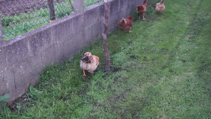 Some Red Chickens Eating Snails on the Grass Stock Footage - Video of ...