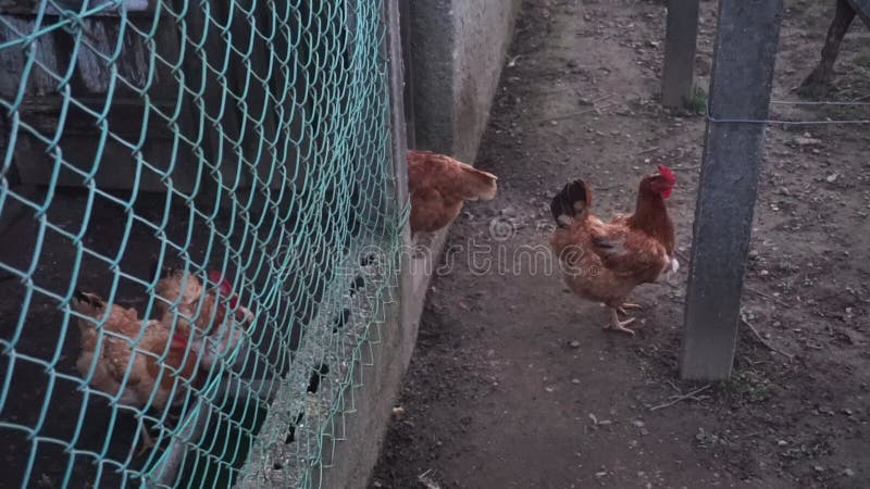 Some Red Chickens Eating Snails on the Grass Stock Video - Video of ...