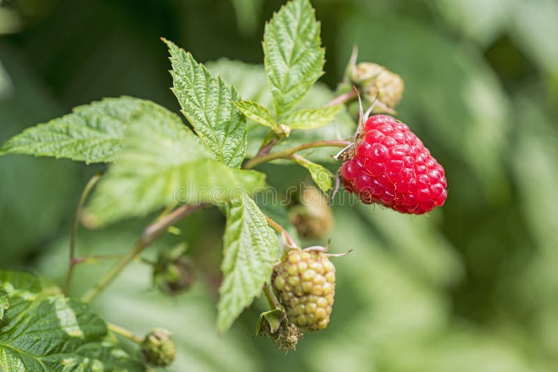 Some Red Dry Raspberry on Green Bush Stock Photo - Image of branch ...