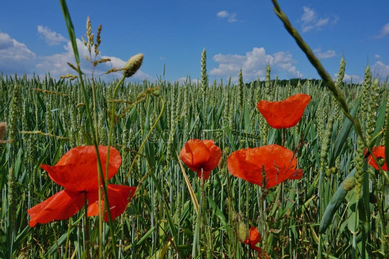 Some Red Flowers in a Field Stock Photo - Image of clouds, outside ...