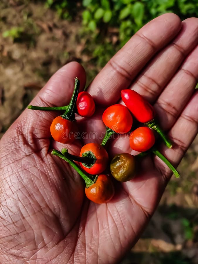 Some Red Indian Chilli on My Hand in the Daytime and Sunlight Fall on ...