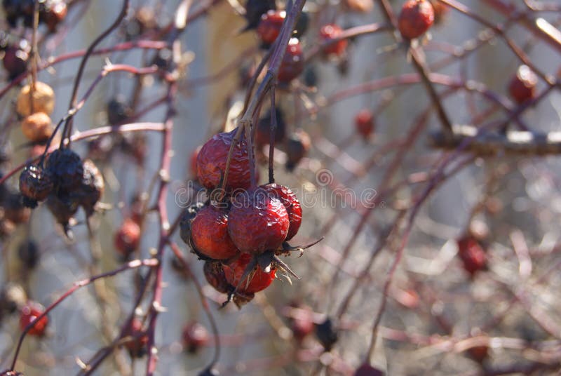Some red rosehips stock photo. Image of beauty, dried - 90493420