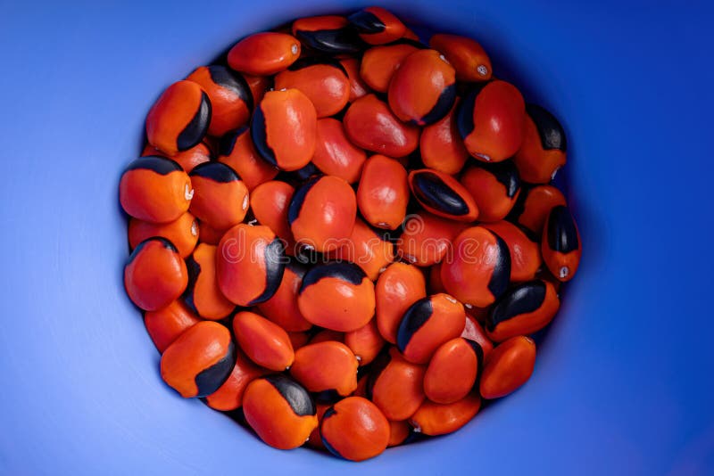 Some red seeds stock image. Image of beans, natural - 228542515