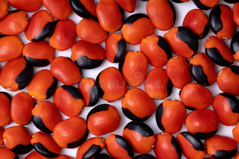 Some red seeds stock image. Image of faboideae, dicot - 228542337