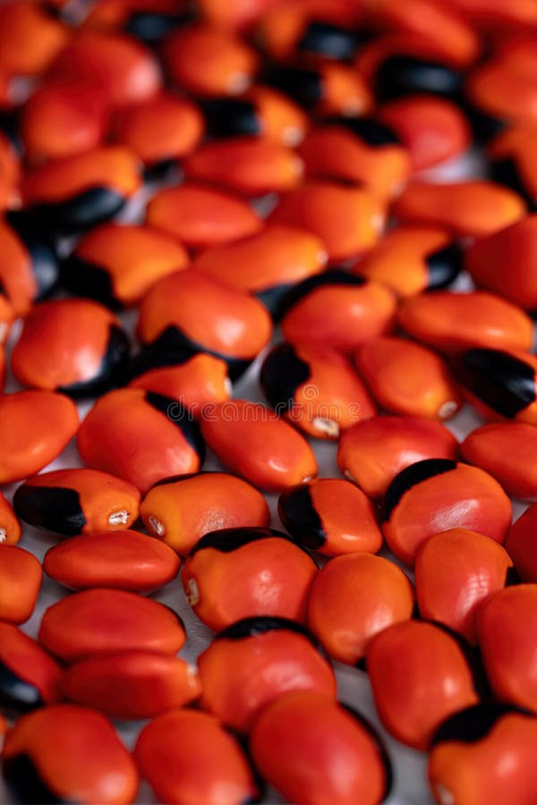 Some red seeds stock photo. Image of nature, dicots - 228542348