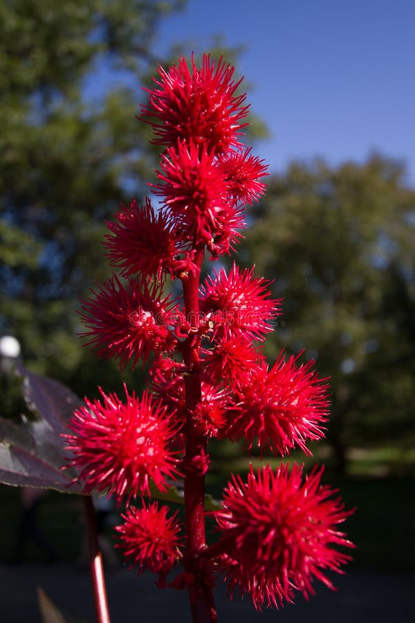 Red spikey Flowers stock image. Image of leaves, green - 29833495