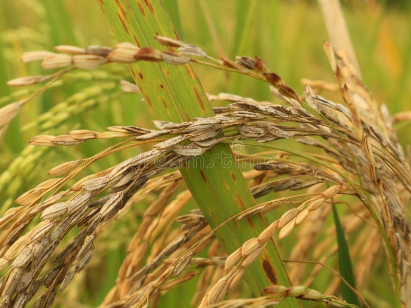 The Rice Fruit is Attacked by Disease, Empty and Damaged, without Any ...