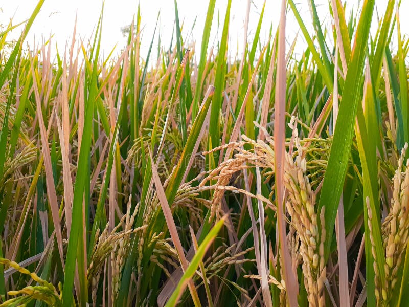 Some Rice Seeds that are Getting Old and Clustered Stock Photo - Image ...