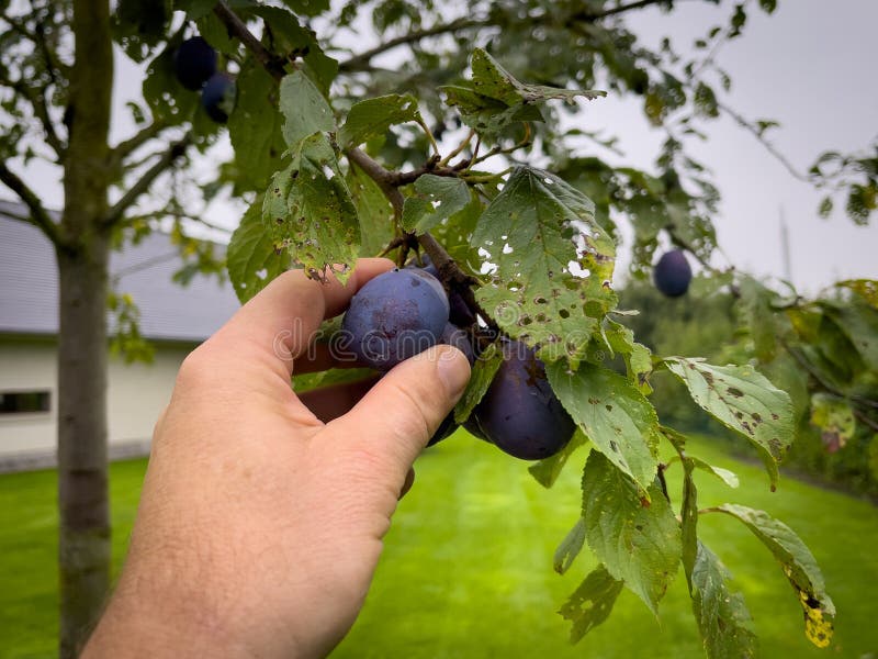 Some Ripe Blue Plums are Picked by Hand Stock Photo - Image of autumn ...