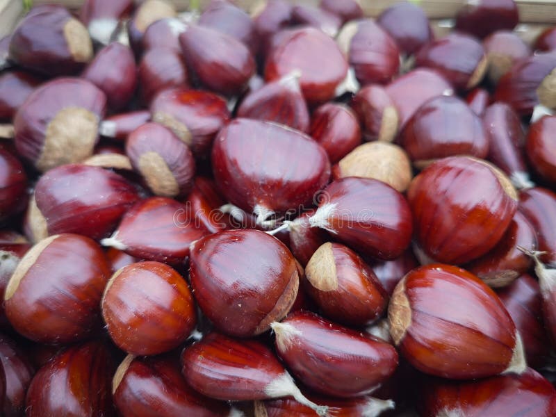 Ripe chestnuts stock photo. Image of ingredients, nourish - 279032250