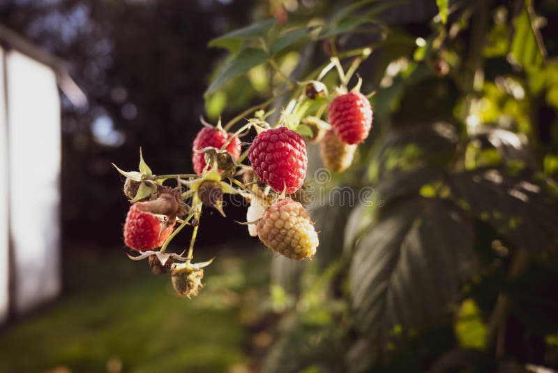 Some Ripe Red Raspberry Hanging from a Raspberry Bush Stock Image ...