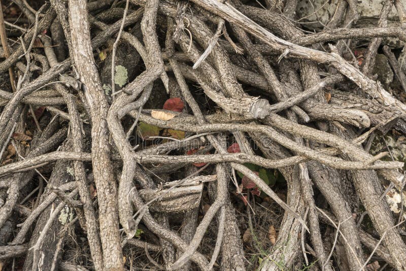 Roots on the ground stock image. Image of concept, ground - 102998185