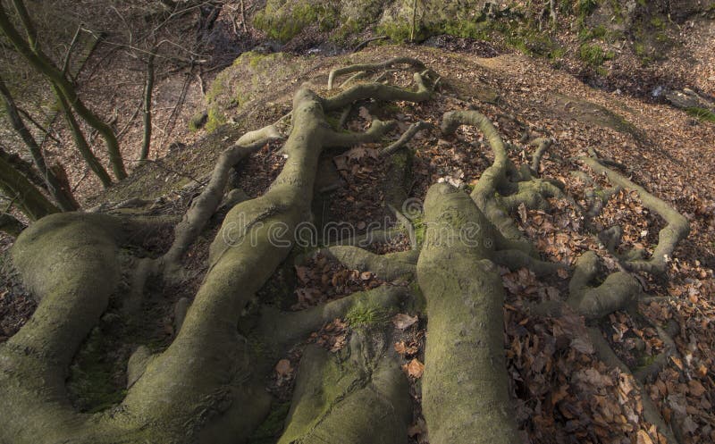 Some roots stock photo. Image of tree, hiking, nature - 90044124