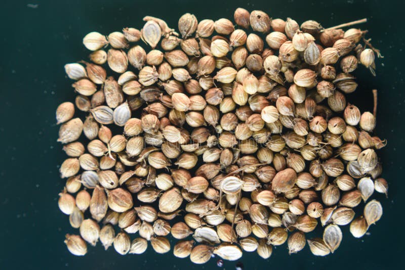 Some Sack Whole Coriander Seeds Stock Photo - Image of data, cook ...