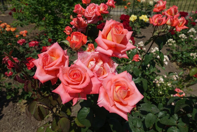 Some Salmon Pink Flowers of Rose Stock Photo - Image of pink, park ...