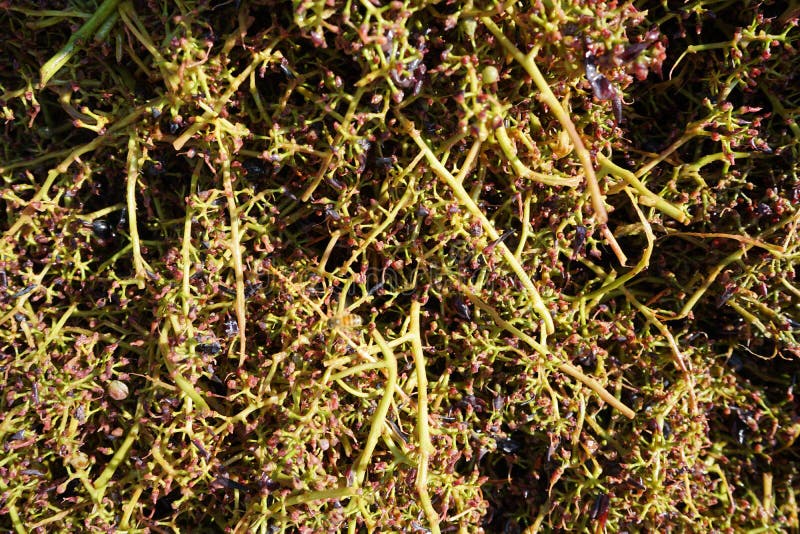 Groats after Grape Crushing Stock Image - Image of natural, food: 103558499