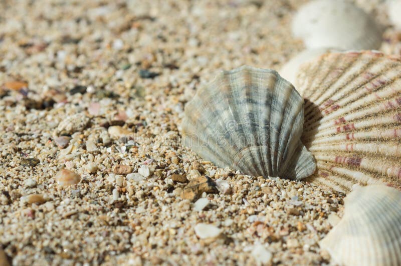 Some sea shells in sand stock photo. Image of resort - 52665064