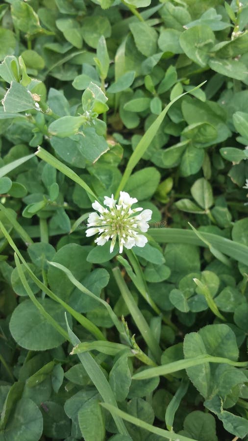 Some See a Weed, we See a Flower! Stock Photo - Image of blossom ...